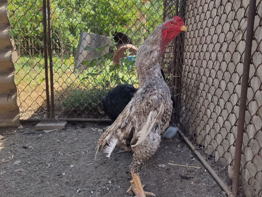 Бойцовые петухи О-Шамо