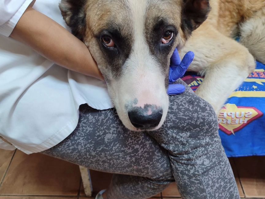 Найден алабай в Боево