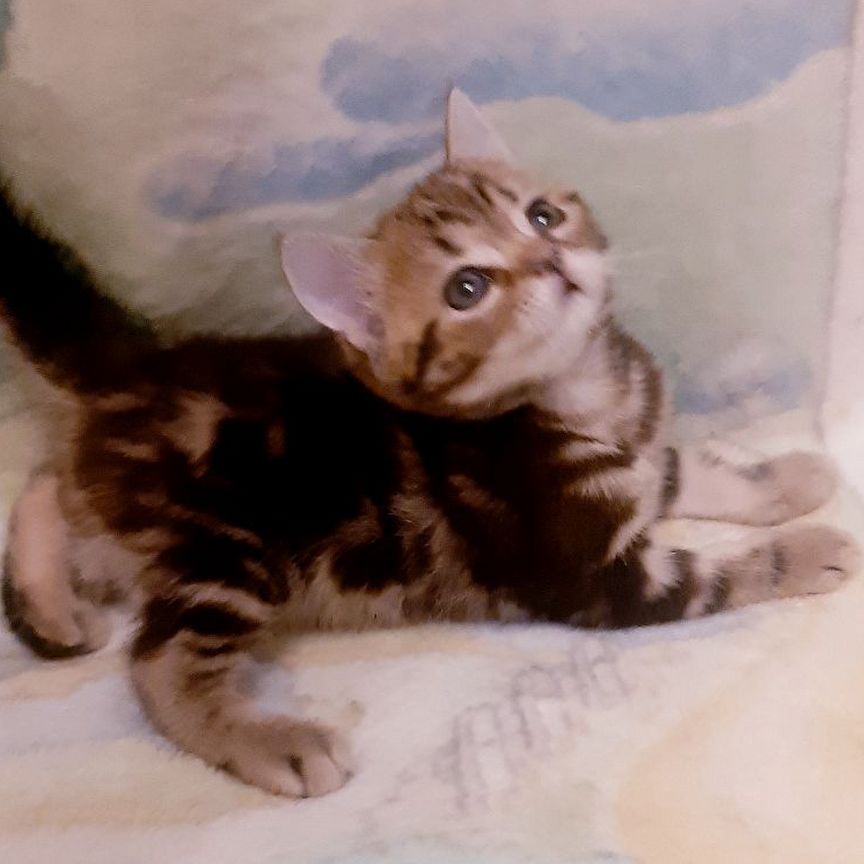 Шотландский прямоухий короткошёрстный котёнок