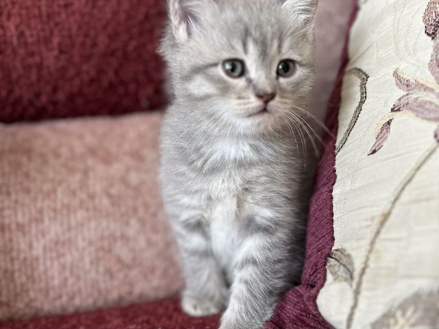 Британская кошечка