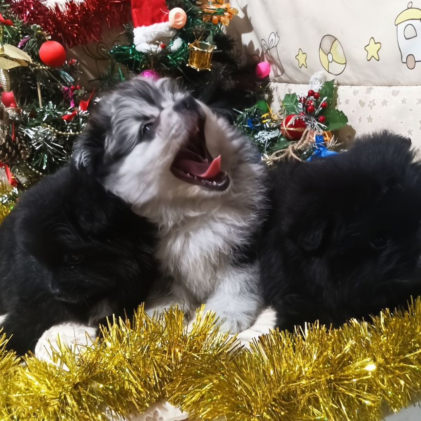 Немецкий шпиц, щенок