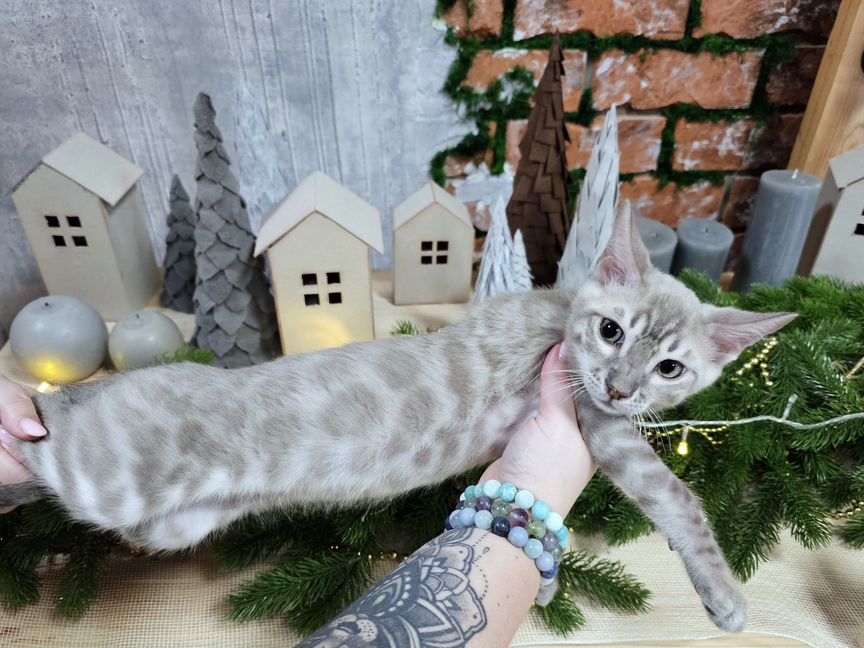 Бенгальские котята эксклюзивного окраса