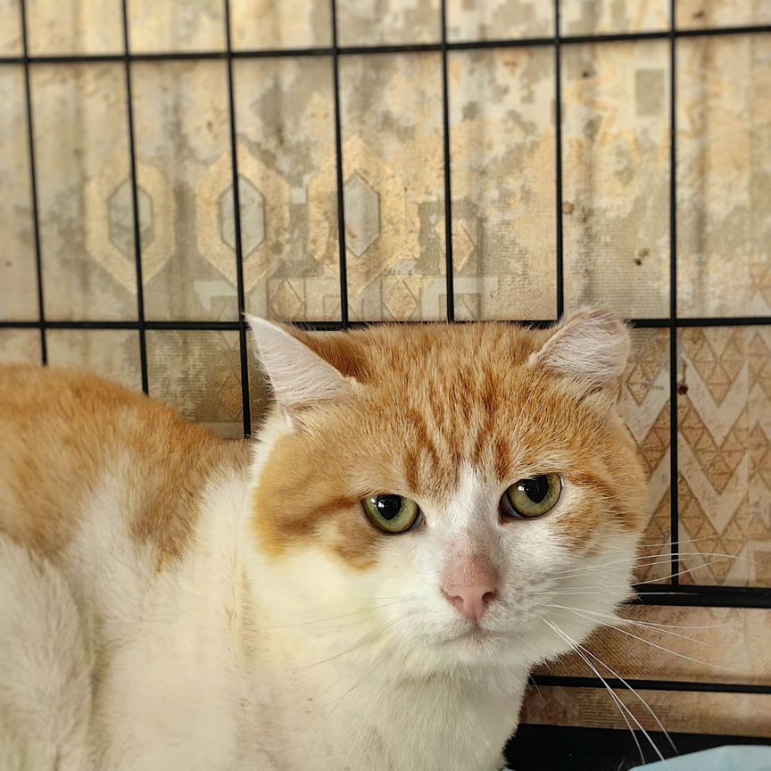 Котик в добрые руки