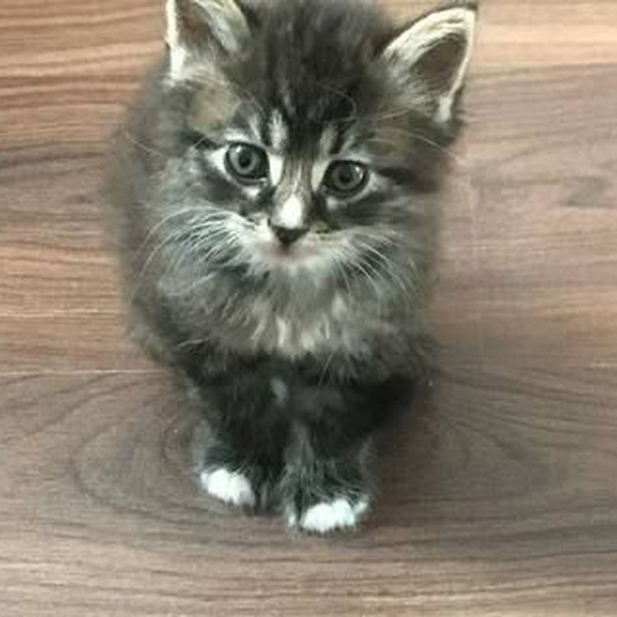 Мейн-кун котёнок