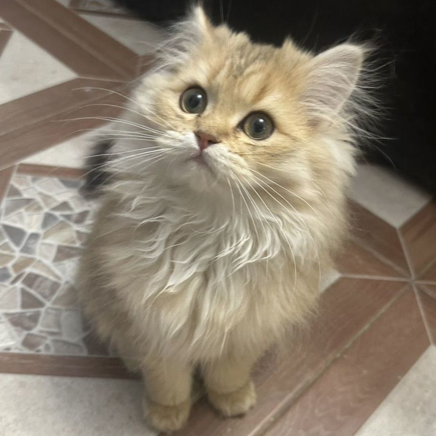 Котенок 4мес, золотая шиншил, хайленд страйт
