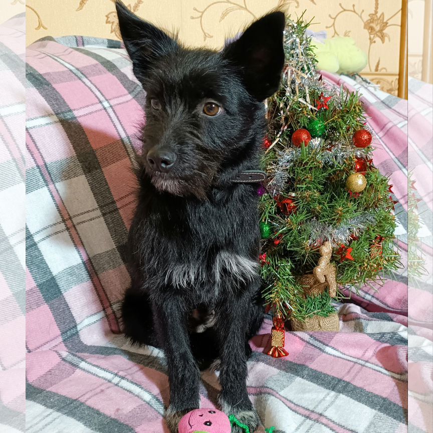 Взрослая собака в добрые руки