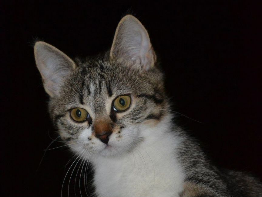 Кошечка в добрые руки