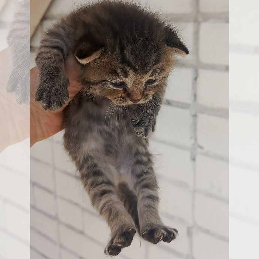 Котёнок в добрые руки