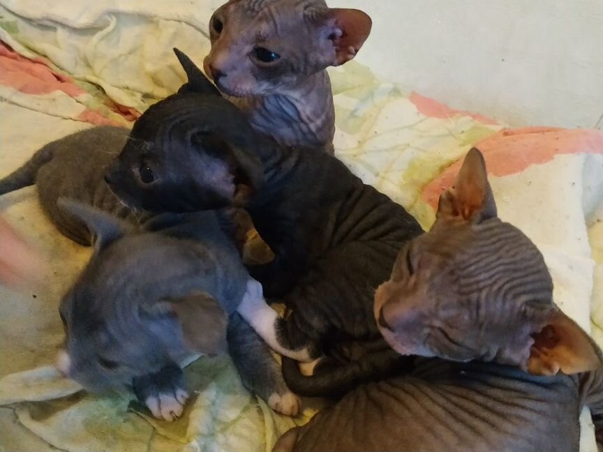 Котята сфинкс