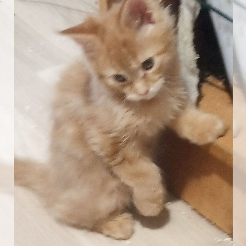 Мейн-кун котёнок