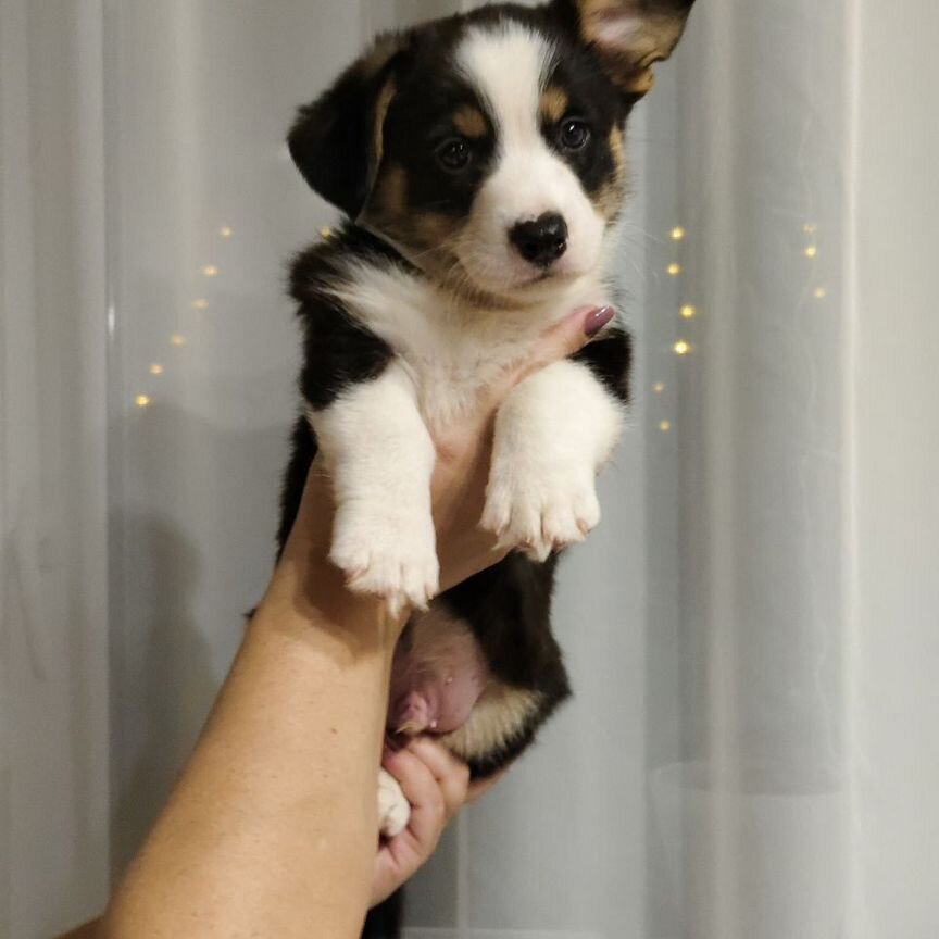 Щенок корги кардиган