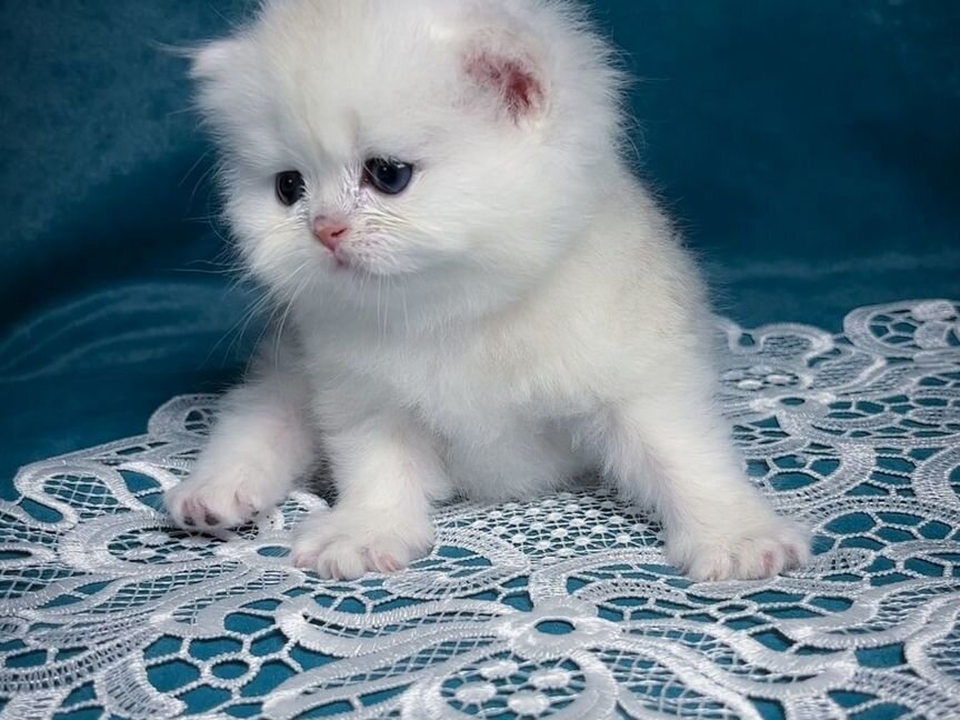 Персидская шиншилла, девочка