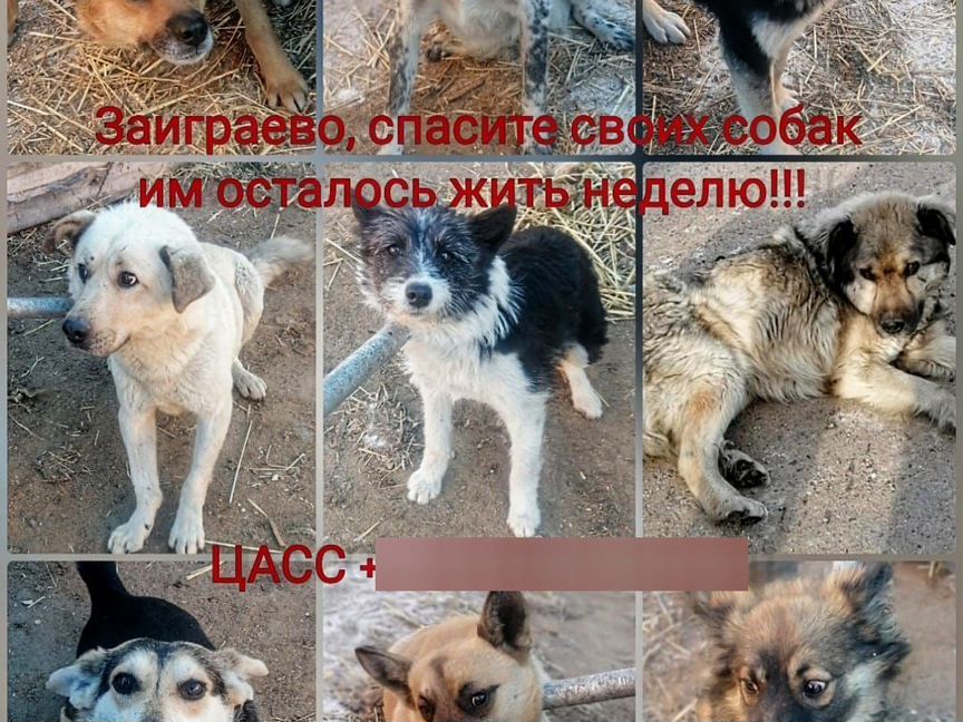 Бурятия: спасти собак от смерти