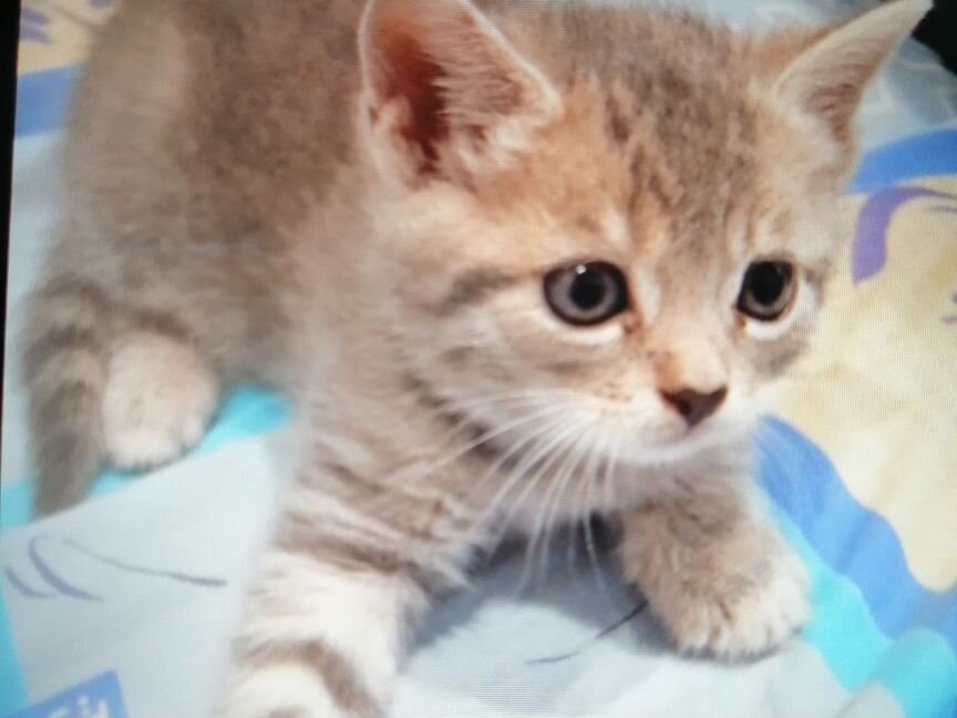 Котята девочки шатландские прямоухие