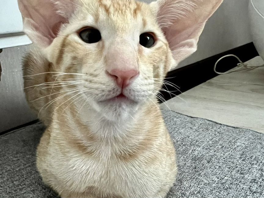 Ориентальный котенок. Кот