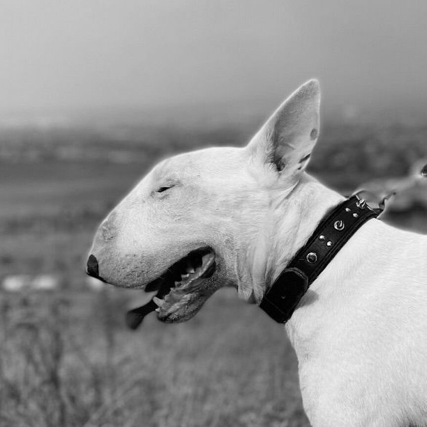 Бультерьер в добрые руки