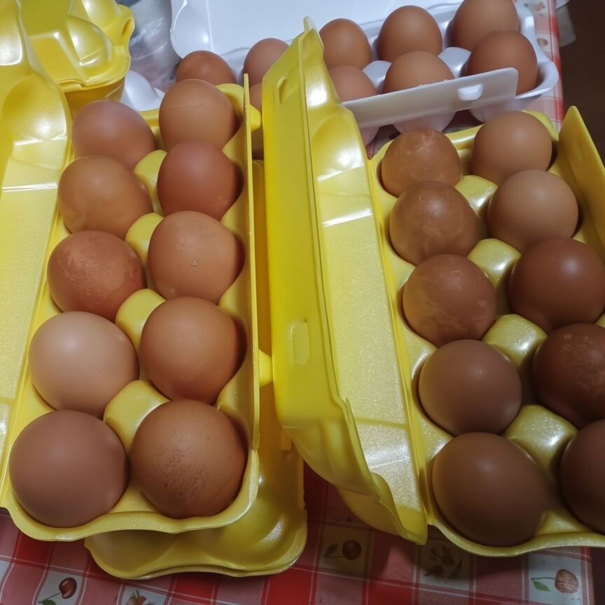 Домашние куриные яйца