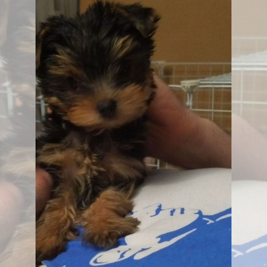 Продам собаку маленькую