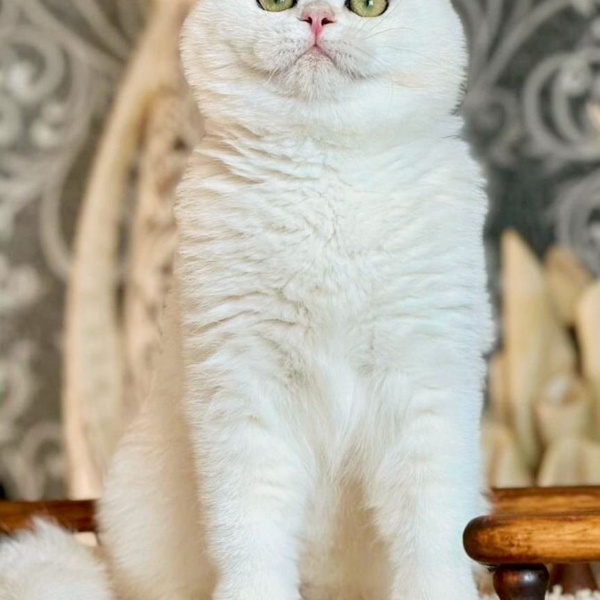 Шотландский кот вязка