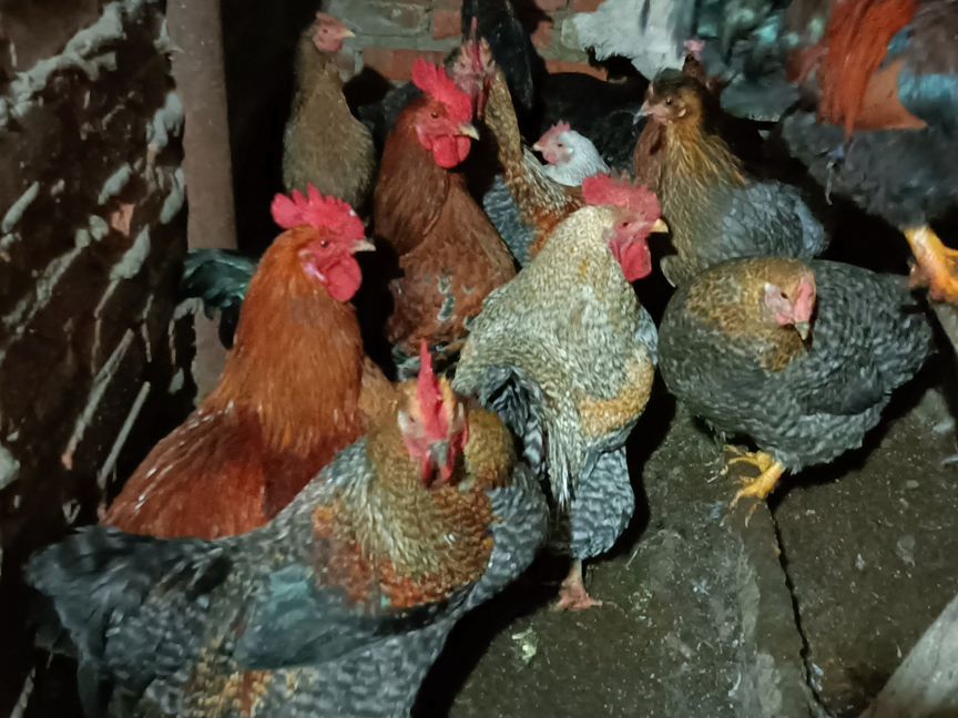 Продам петухов