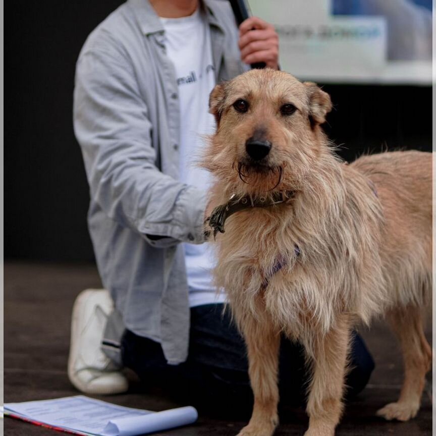 Взрослая собака в добрые руки