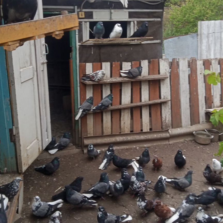 Серпастые голуби