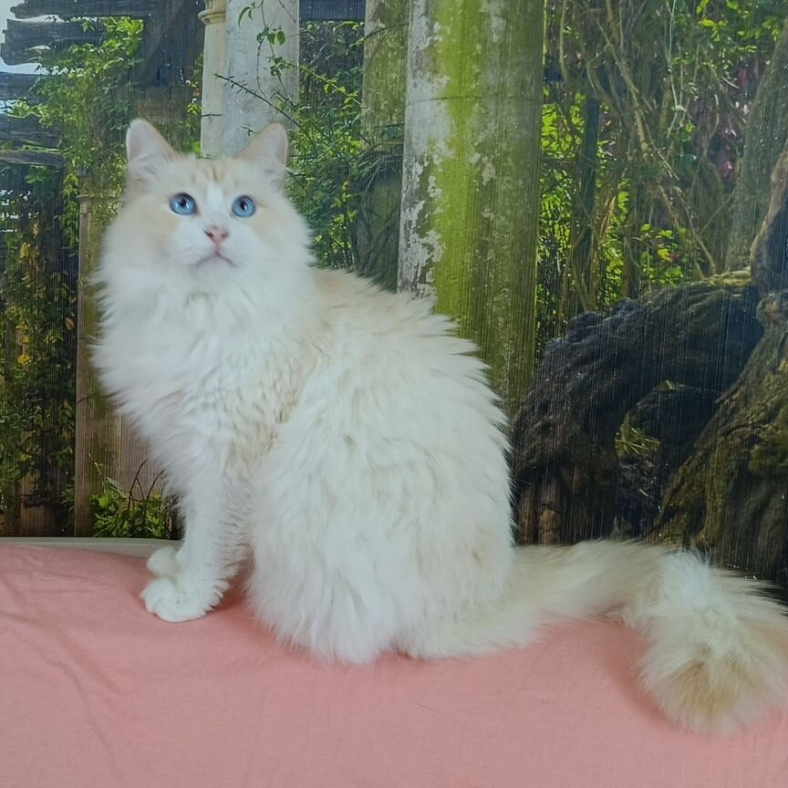 Кошки