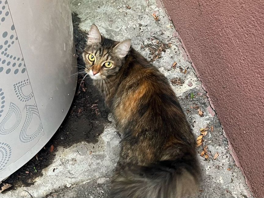 Кошка на улице