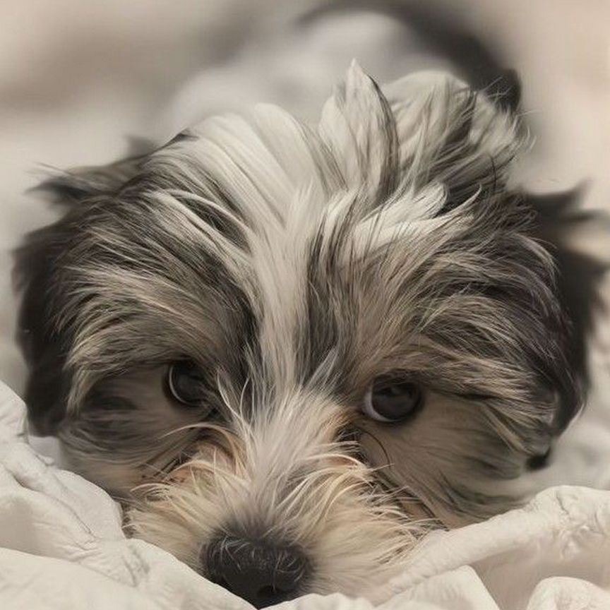 Бивер-йоркширский терьер, щенок