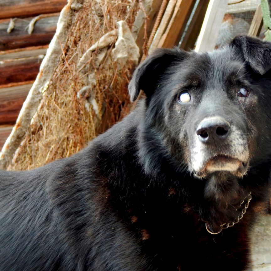 Ищем передержку слепому песику из приюта
