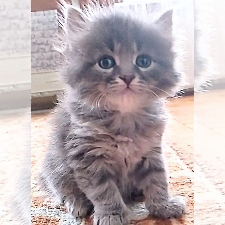 Сибирские котята, пушистые мальчики