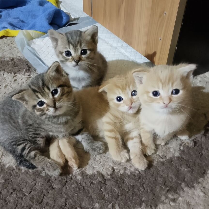 Шотландский вислоухий короткошёрстный котёнок