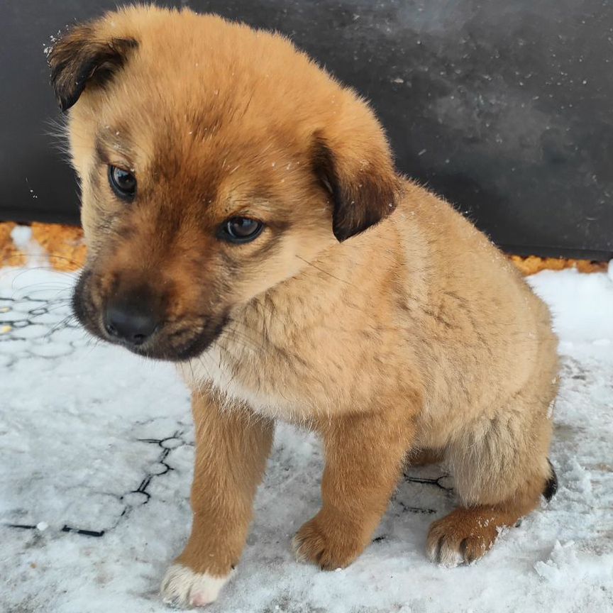 Щенок в добрые руки