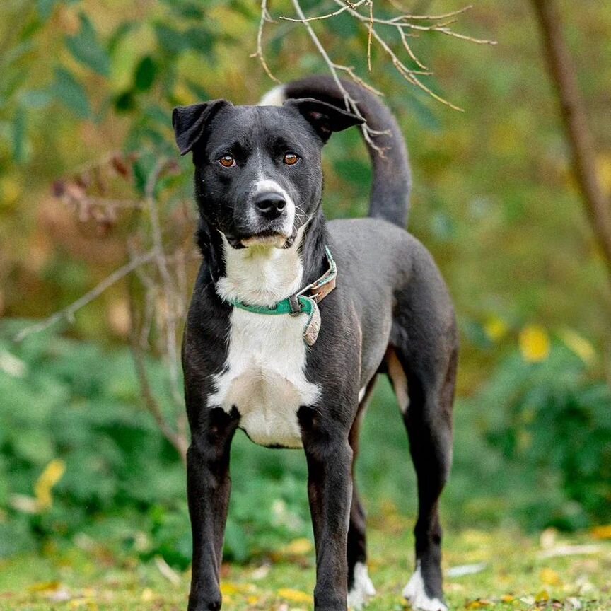 Собака в добрые руки отдам бесплатно