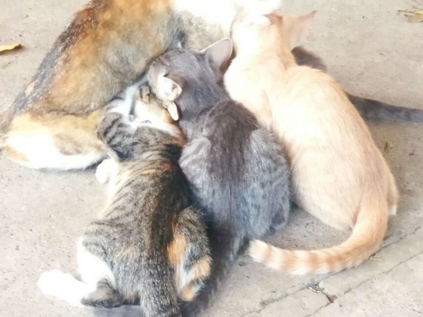 Кошка в дар бесплатно