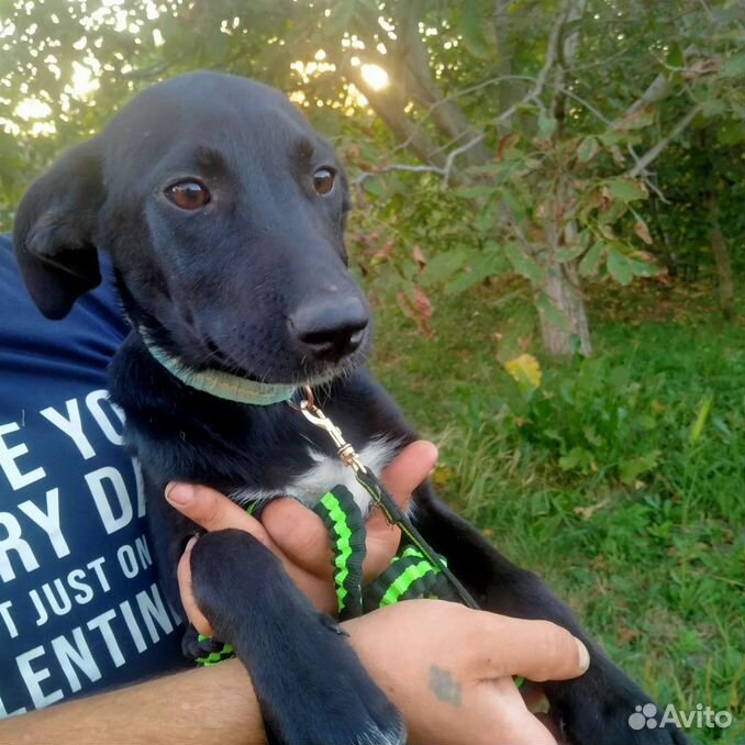 Эльза ищет дом