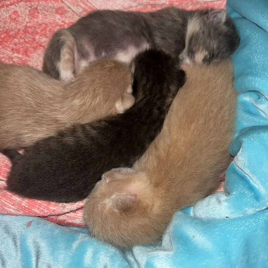 Котята сибирские