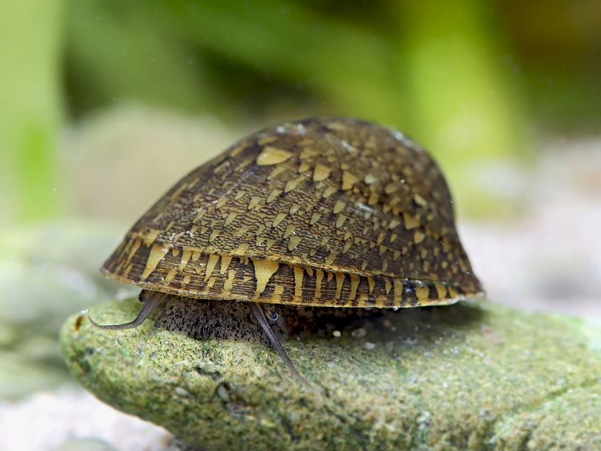 Улитка септария фарфоровая (неретина)