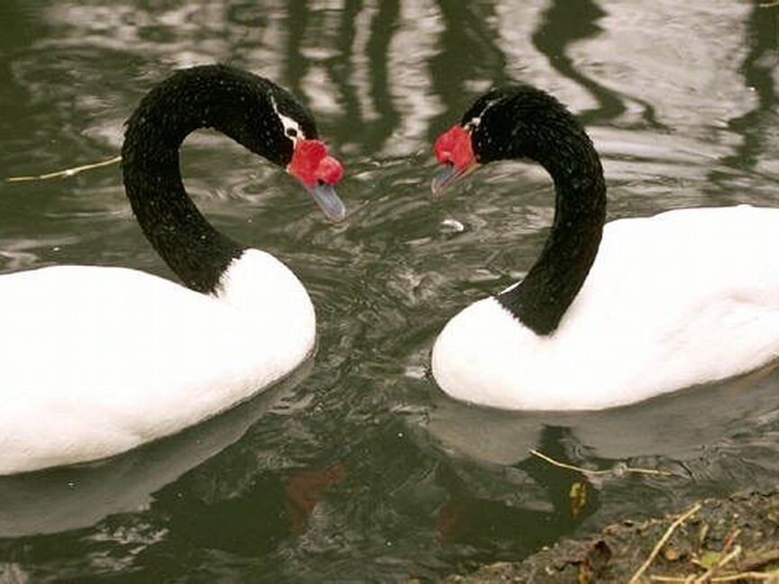 Черношейный лебедь