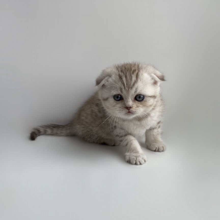 Шотландская вислоухая кошечка