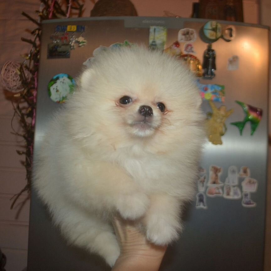 Кремовый малыш