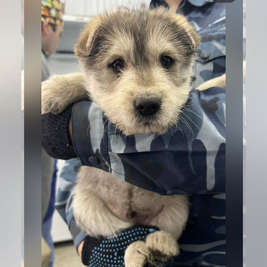 Щенок в добрые руки