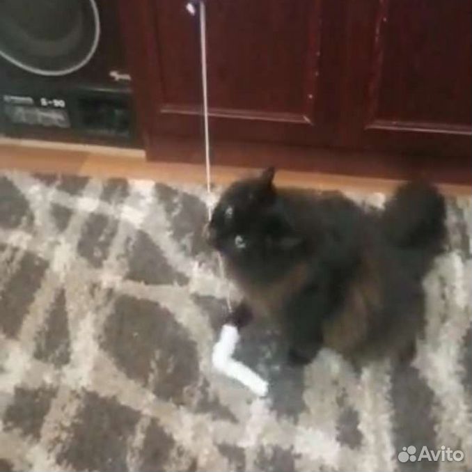 Потерялась кошечка район линий ул шебалдина