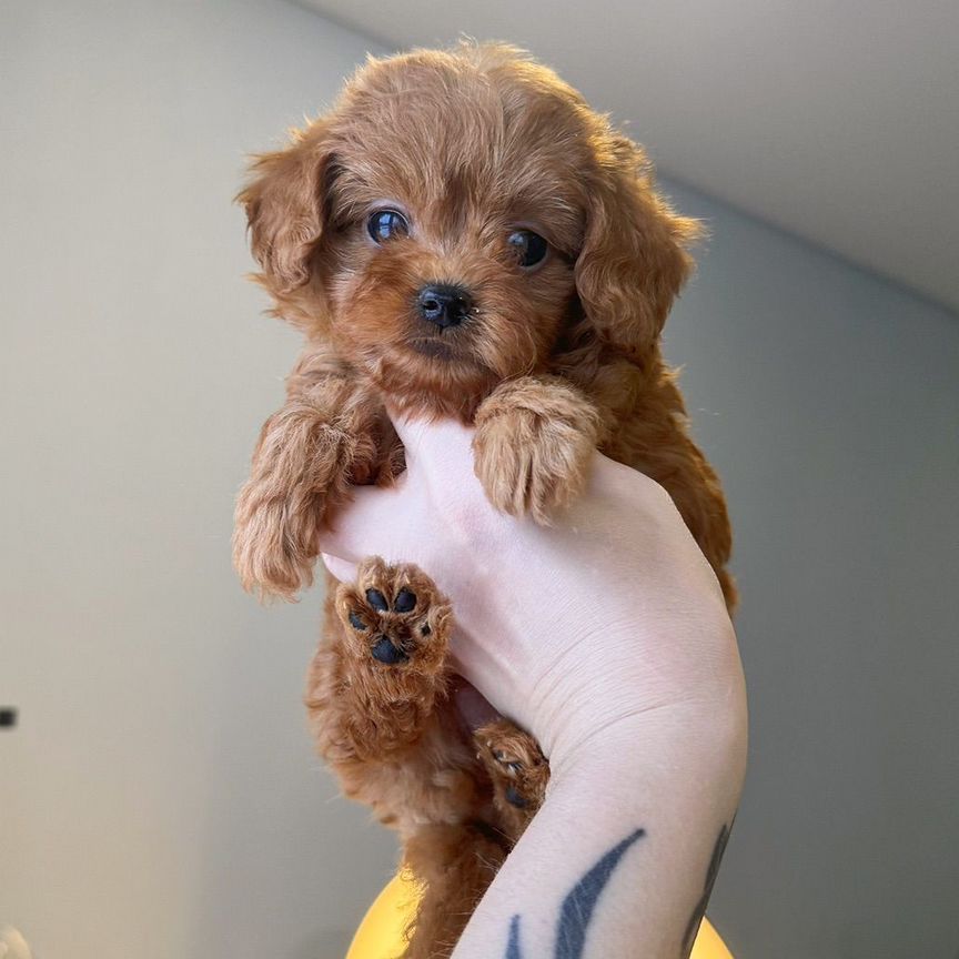 Девочка Maltipoo Яркая