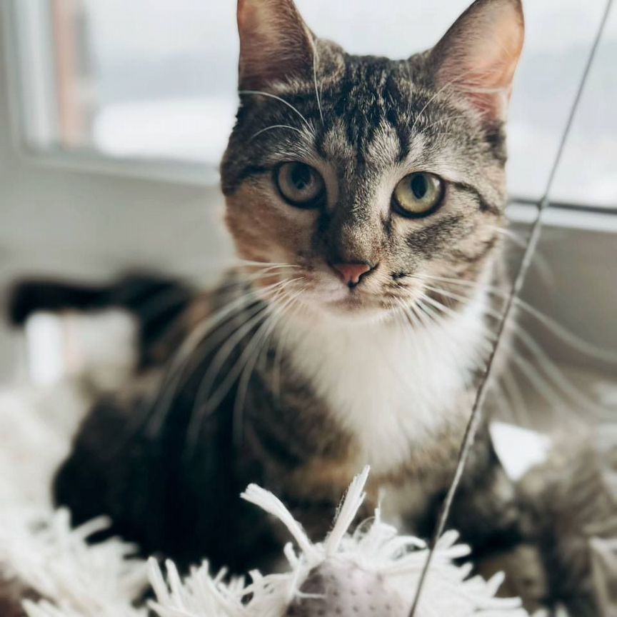 Чудесная кошечка ищет дом