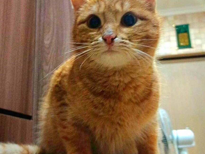 Кот в добрые руки