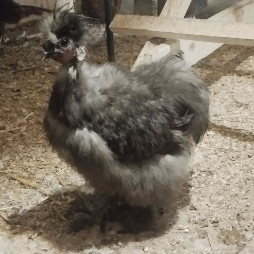 Петух китайский шелковый