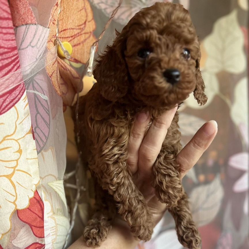 Тикап тедди Пудель щенки