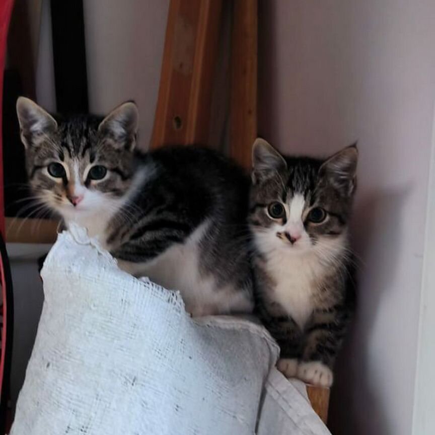 Спасённые котята в добрые руки
