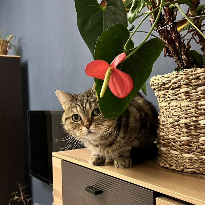 Британский кот